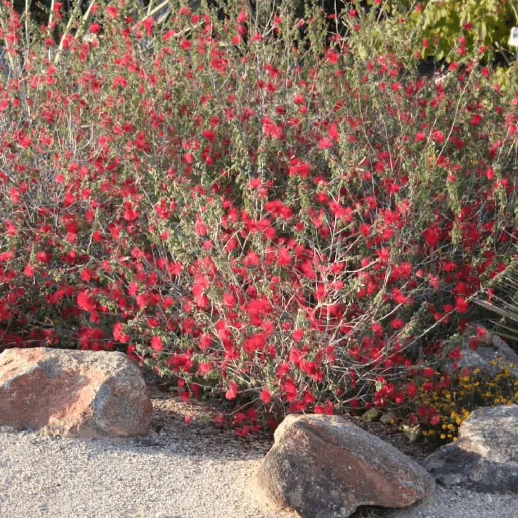 Red Fairy Duster (Calliandra californica) | Claifornica Nursery