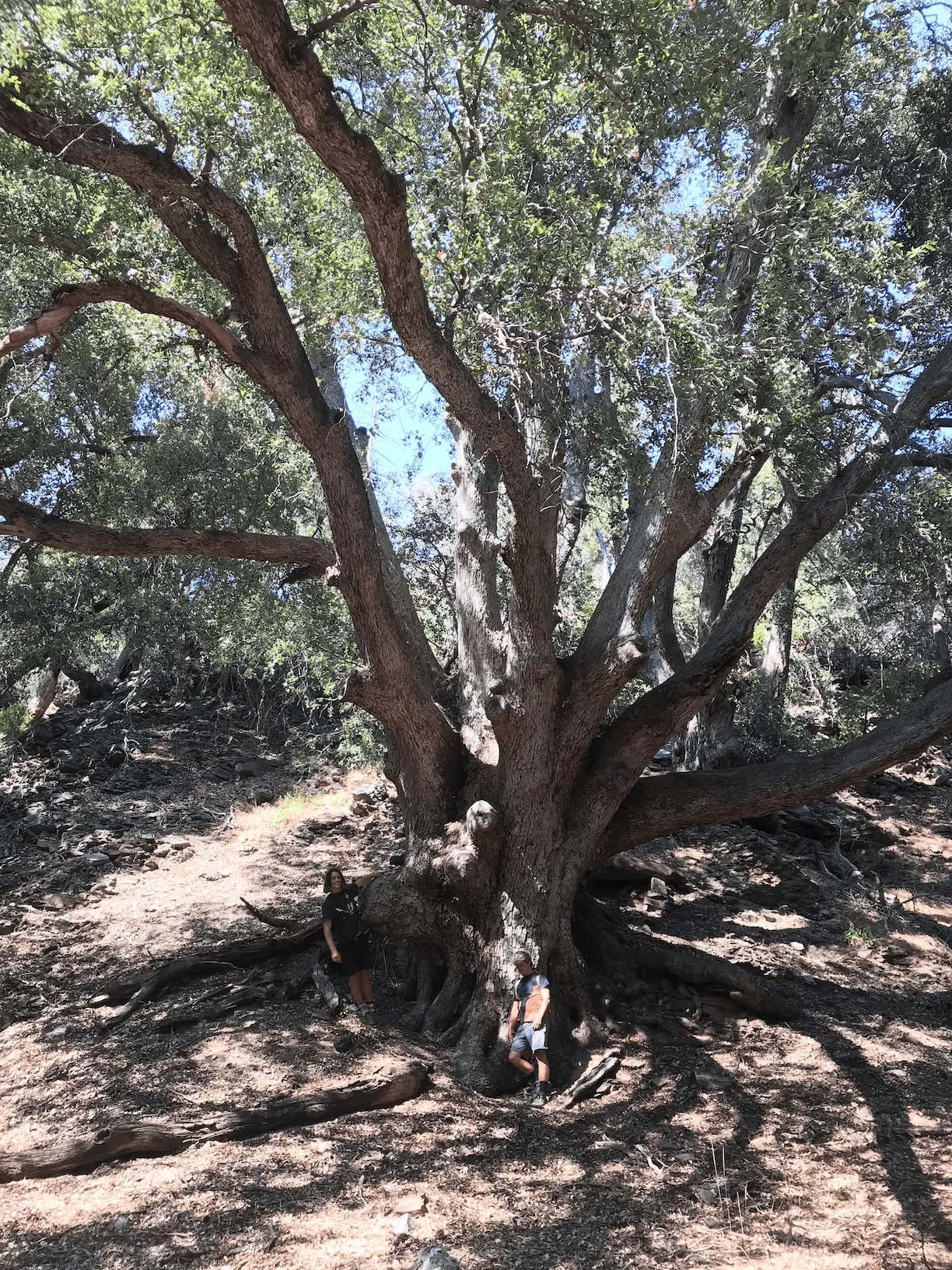 Canyon Live Oak (Quercus chrysolepis) | Claifornica Nursery