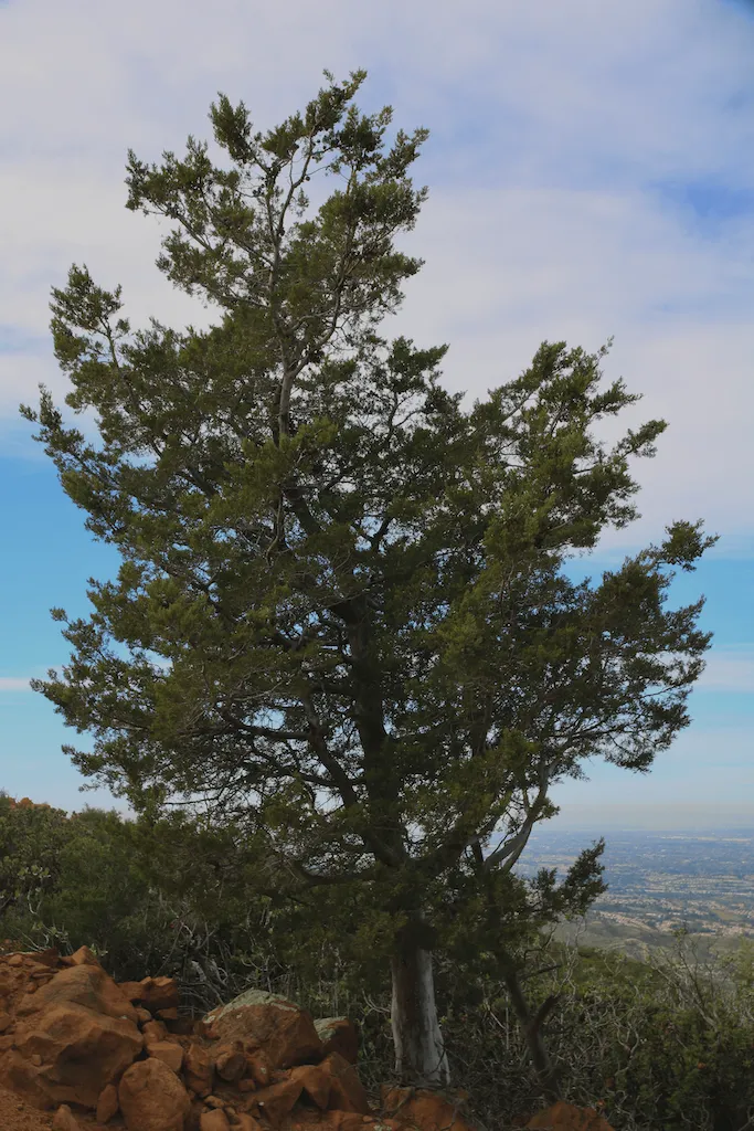 Tecate Cypress (Hesperocyparis forbesii) | Claifornica Nursery