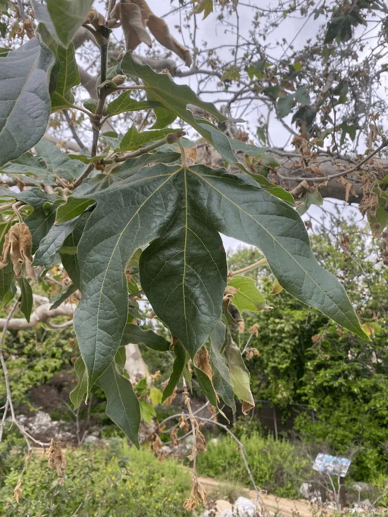 Western Sycamore (Platanus racemosa) | Claifornica Nursery