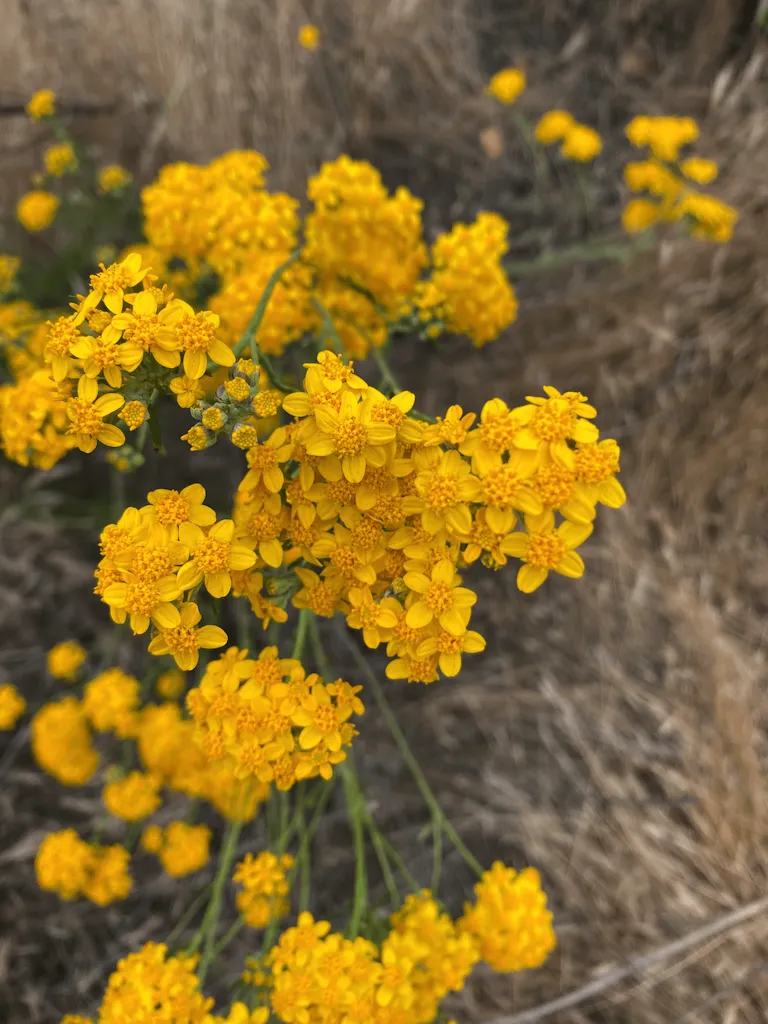 Golden Yarrow (Eriophyllum confertiflorum) | Claifornica Nursery