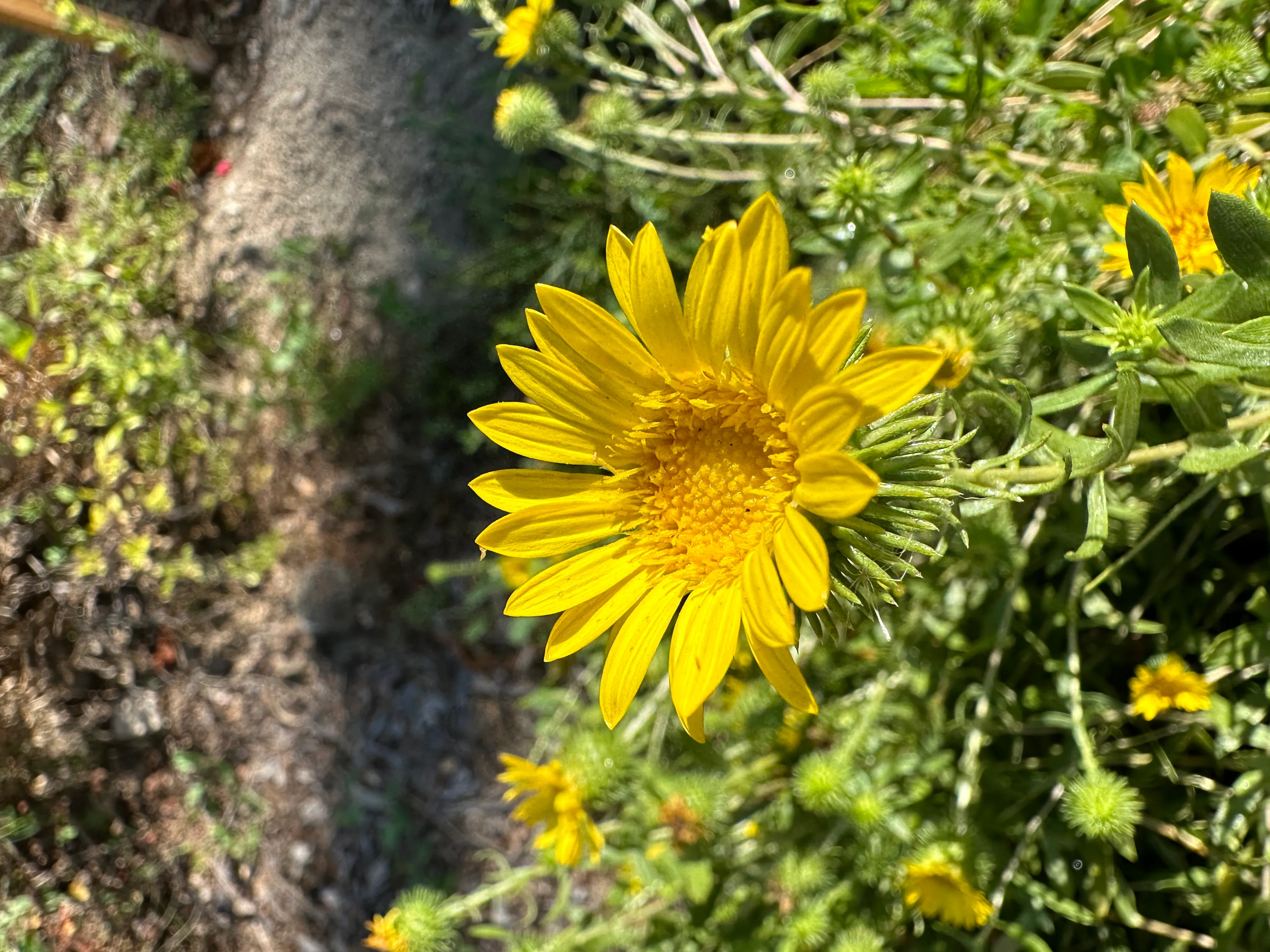 Great Valley Gumplant (Grindelia camporum) | Claifornica Nursery